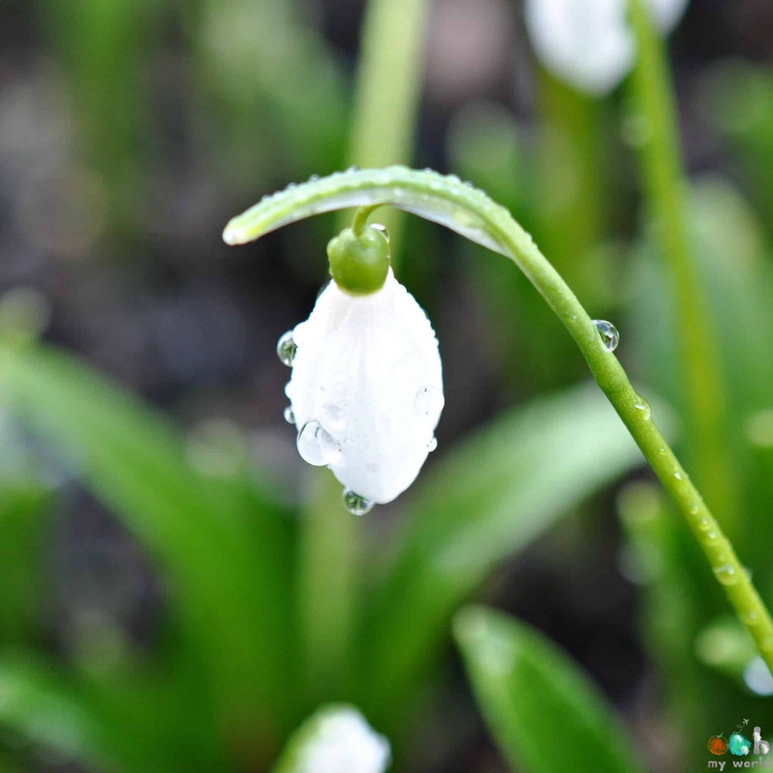 Le Festival des perce-neige en Ecosse : Snowdrop Festival